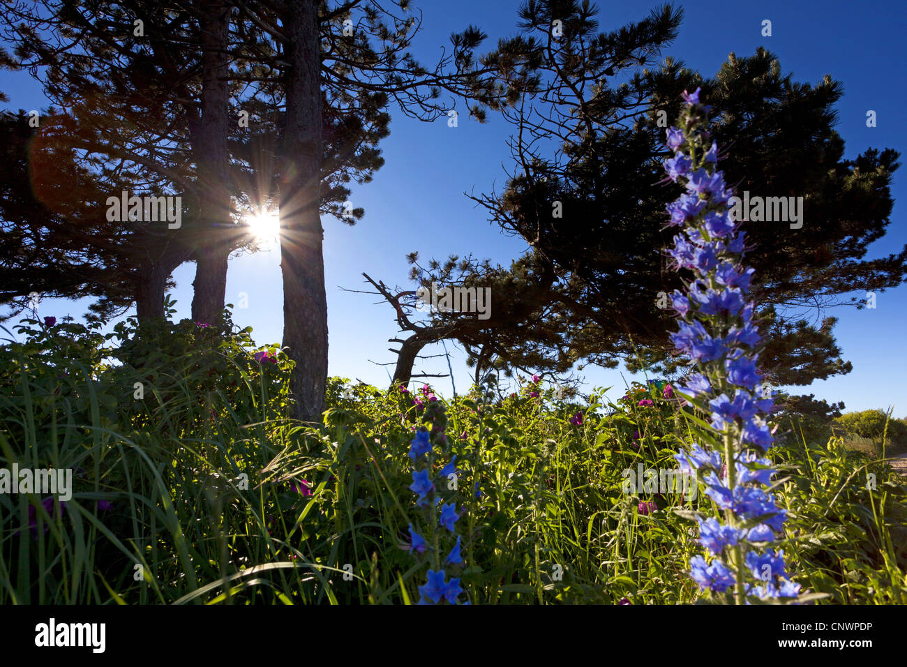 Western Blue Devil High Resolution Stock Photography and Images - Alamy