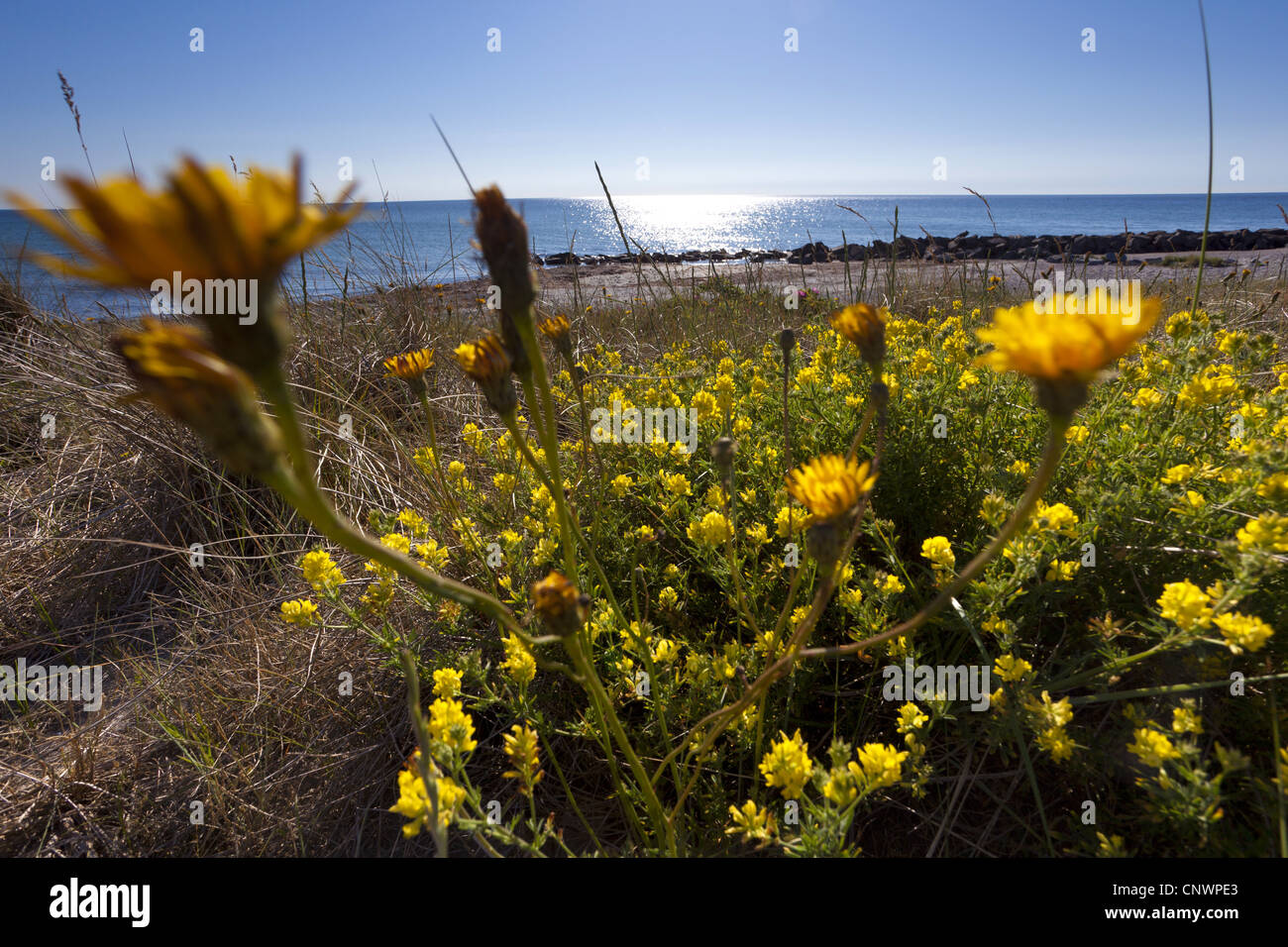 Sickle alfalfa, Sickle medick, Yellow lucerne, Yellow-flowered alfalfa ...