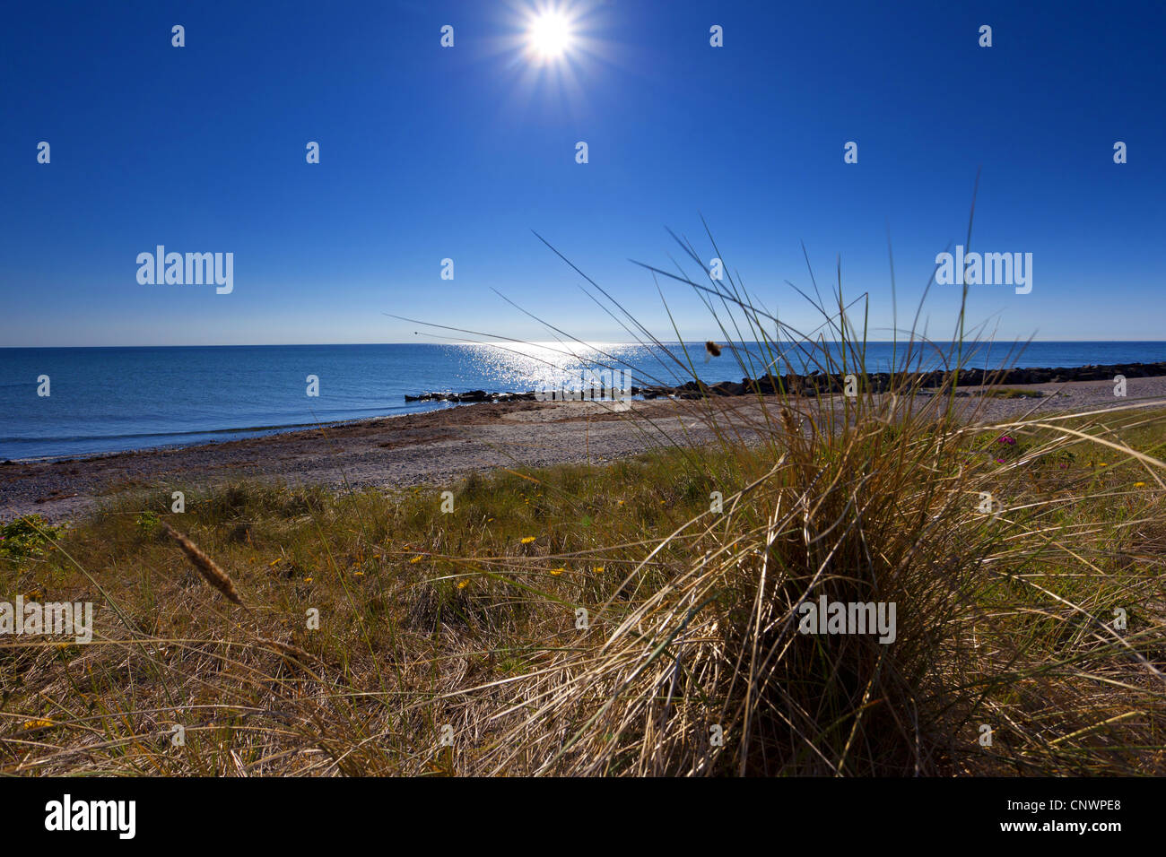 Baltic Sea coast in backlight, Germany, Hiddensee Stock Photo - Alamy
