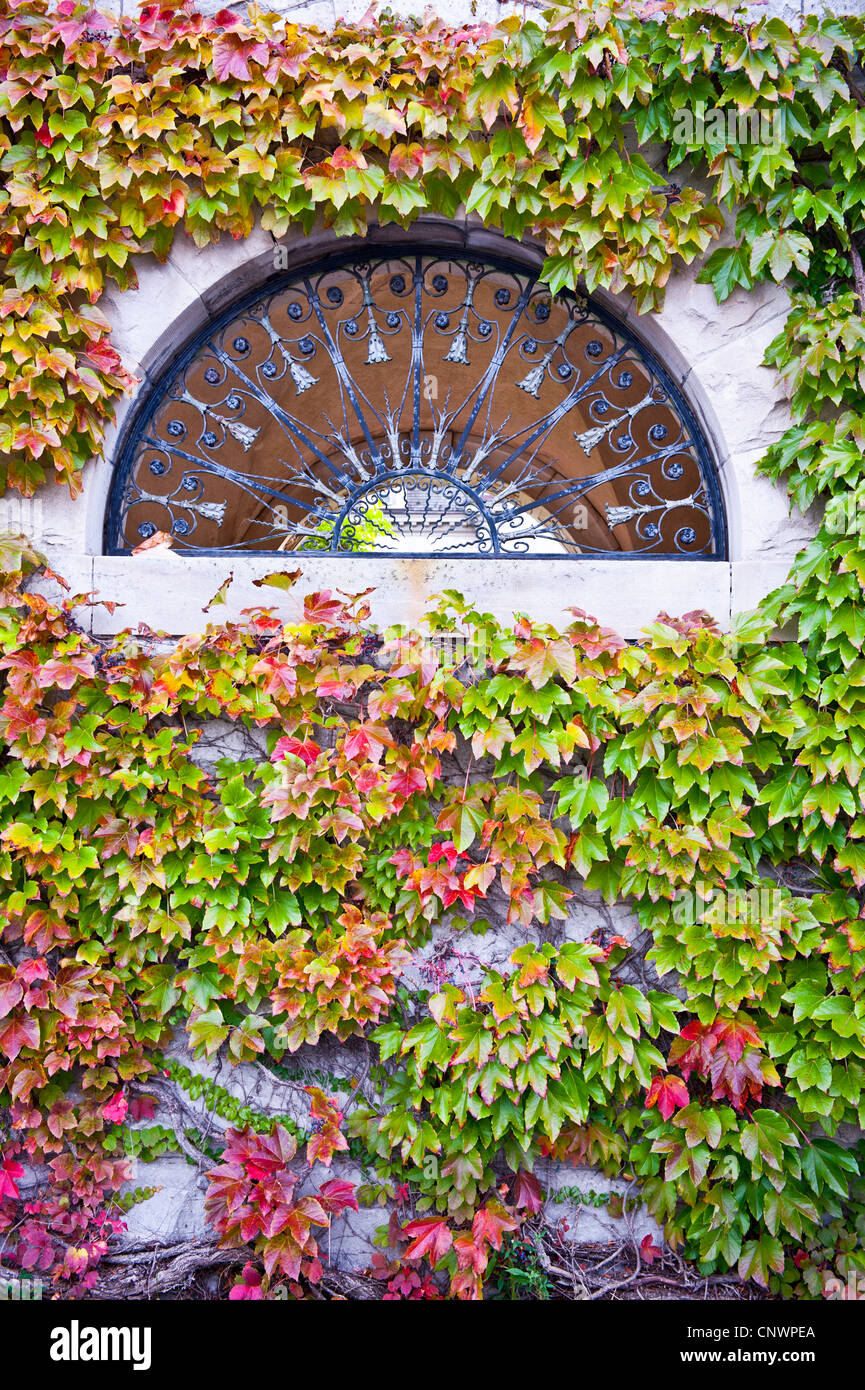 Changing colored ivy covering a wall with gated window Stock Photo - Alamy