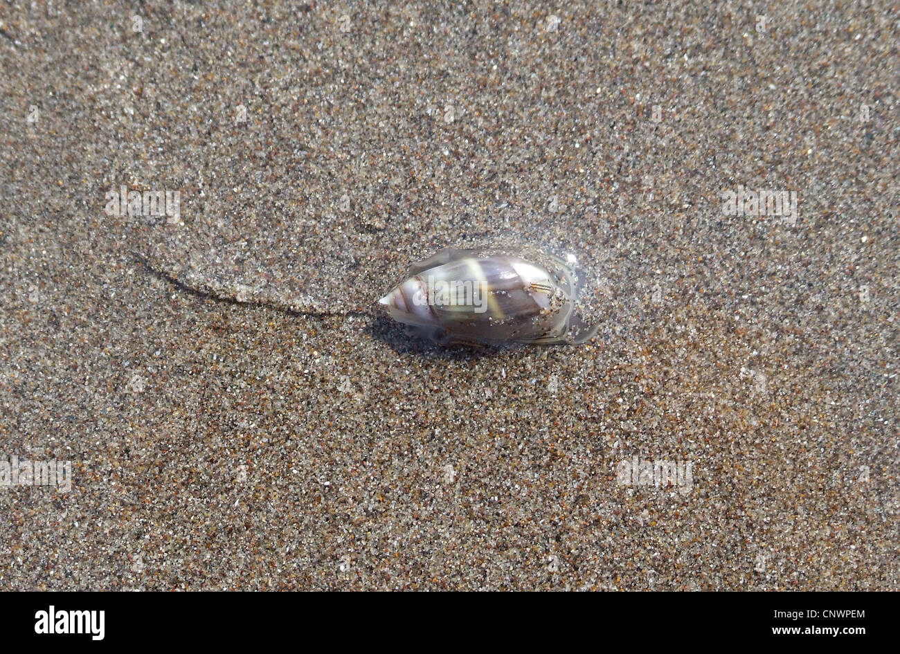 Snail burrowing into the sand hi-res stock photography and images - Alamy