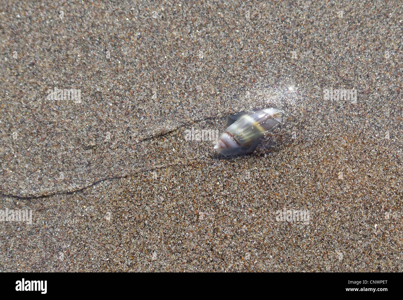 snail burrowing into the sand, Germany Stock Photo - Alamy