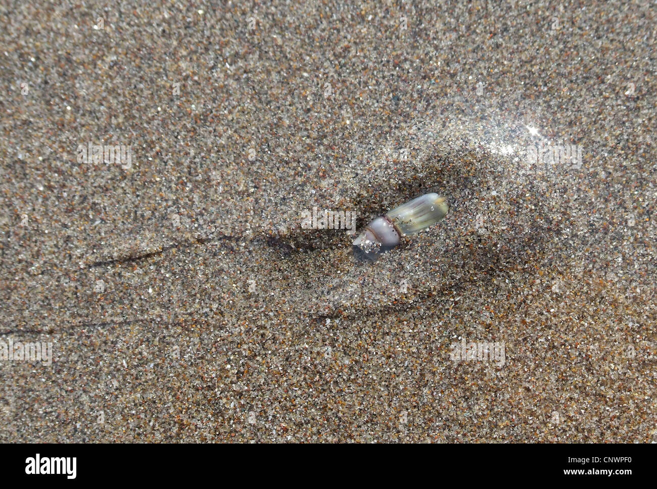 snail burrowing into the sand, Germany Stock Photo - Alamy
