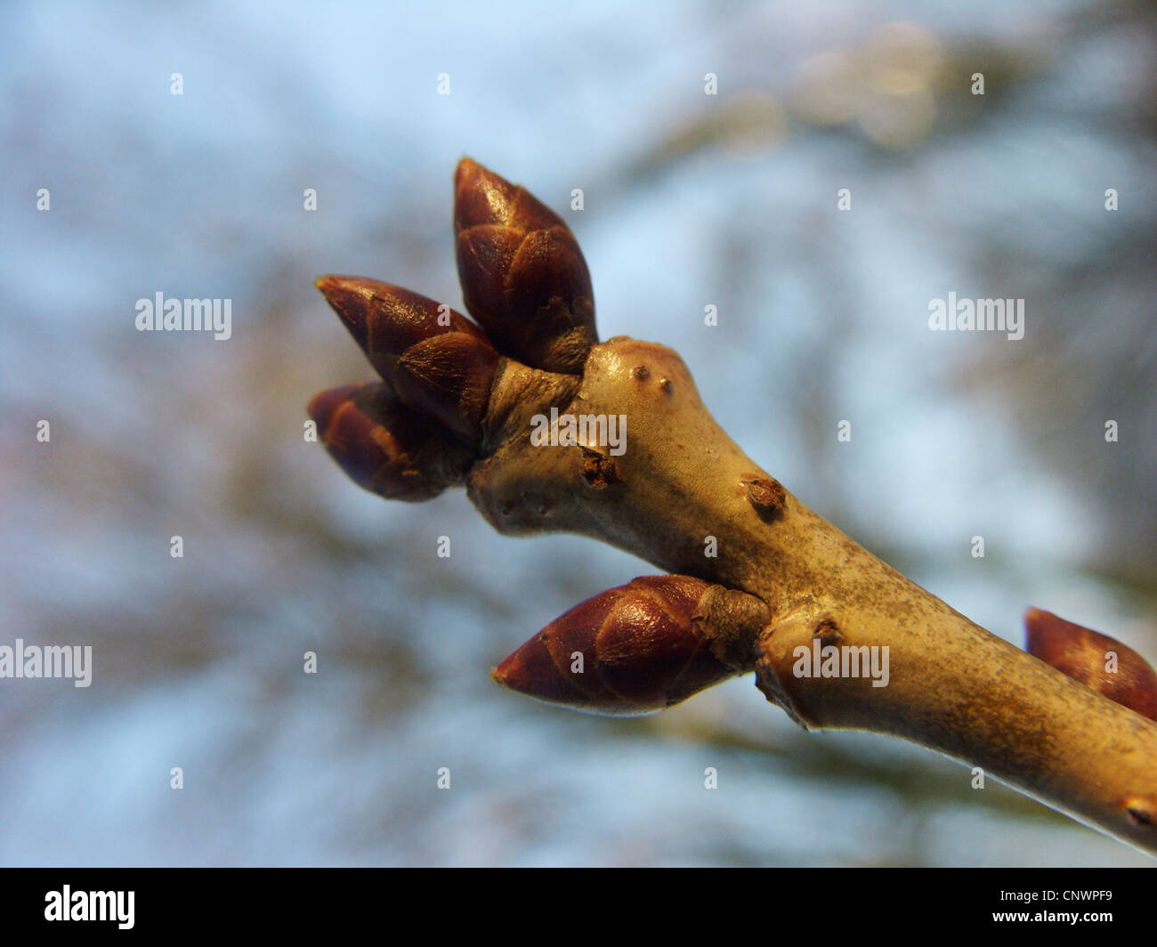 Buds a jagel hi-res stock photography and images - Alamy