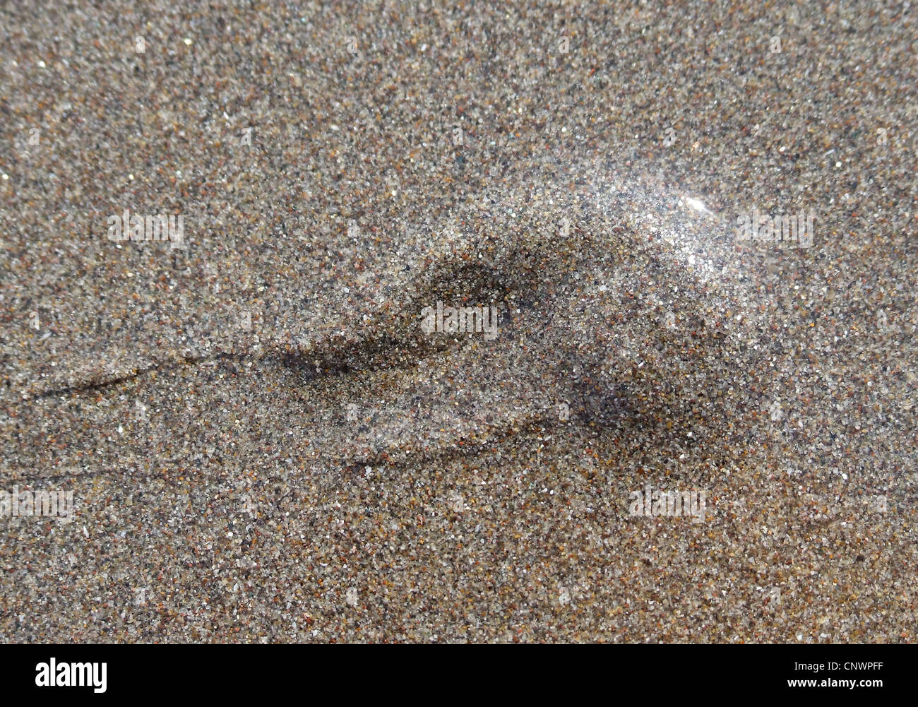 snail burrowing into the sand, Germany Stock Photo - Alamy
