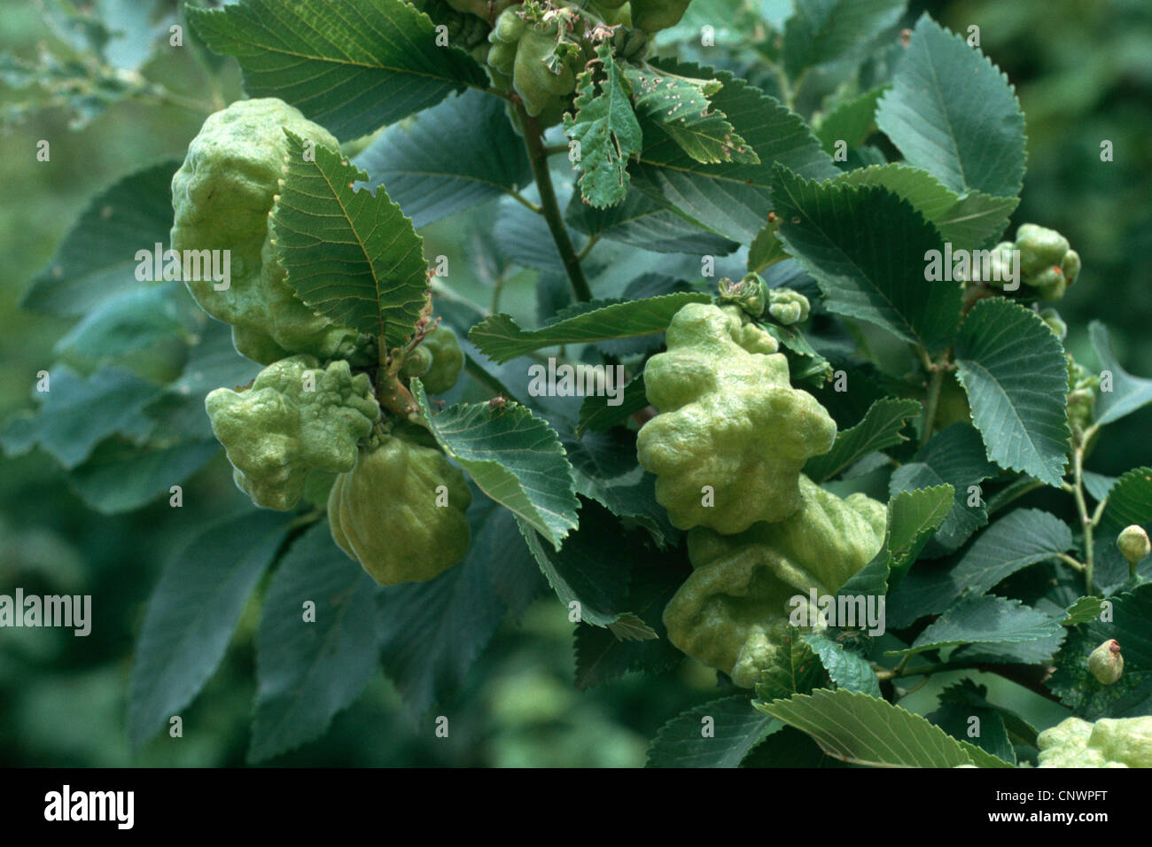 elm balloon-gall aphid (Eriosoma lanuginosum), typical galls at a an ...
