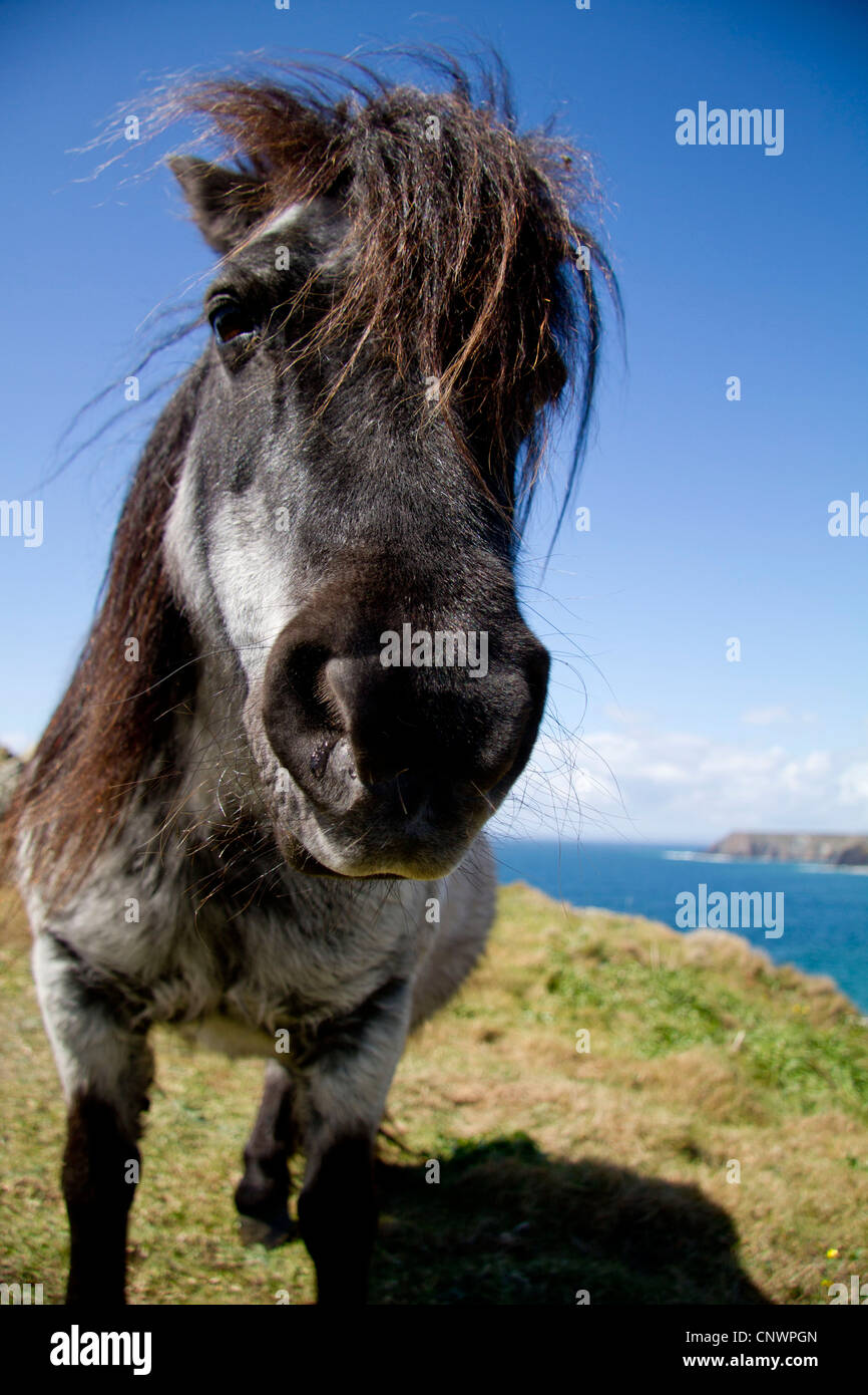 Pony close up Stock Photo - Alamy