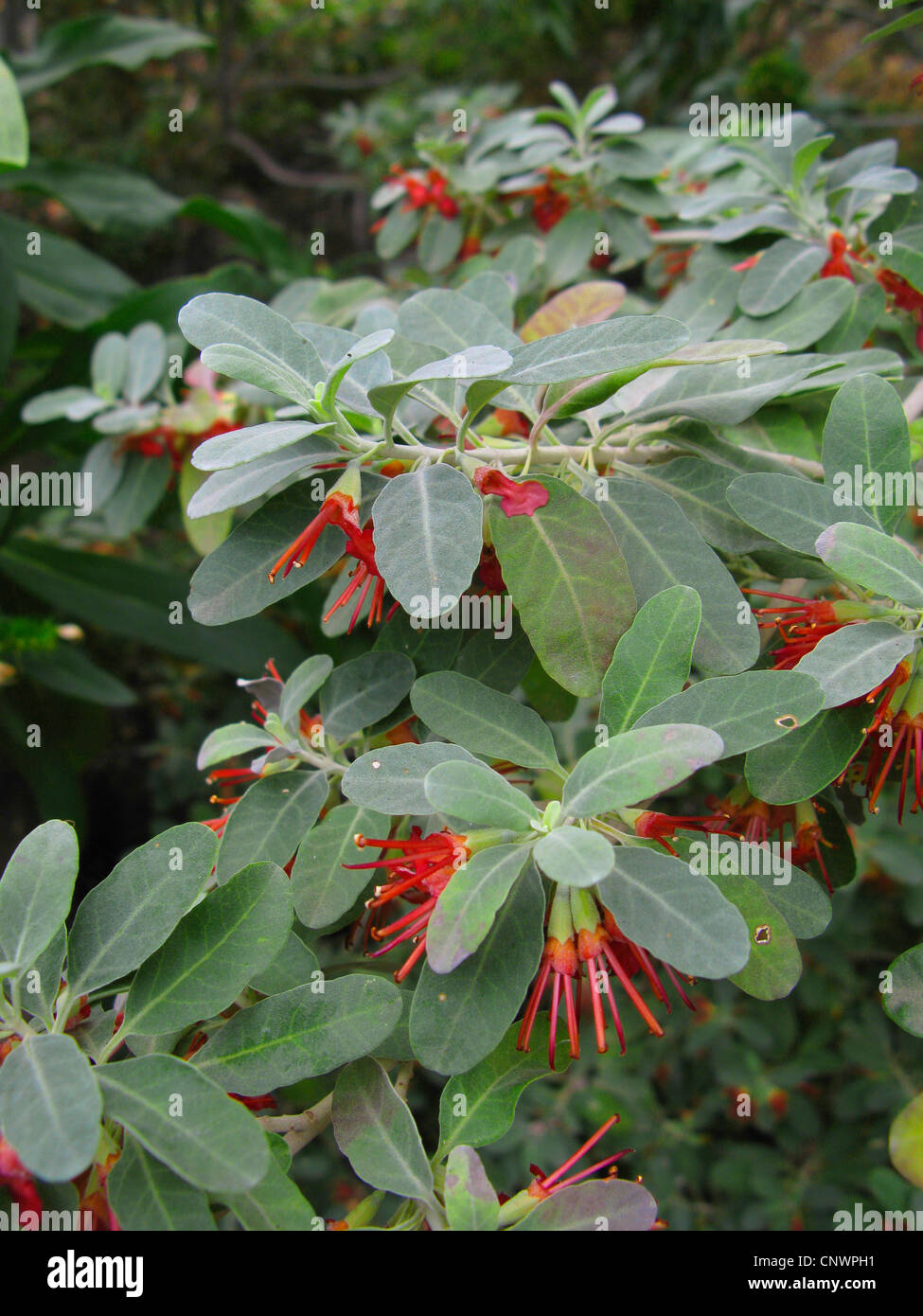 Teucrium heterophyllum hi-res stock photography and images - Alamy