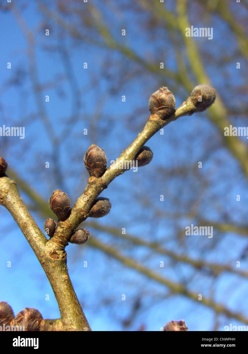 smooth-leaf elm (Ulmus minor, Ulmus campestris, Ulmus carpinifolia ...