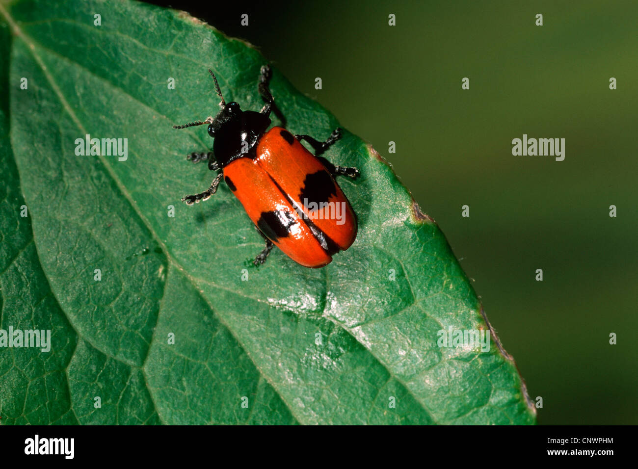 Leaf beetle (Clytra laeviuscula), sitting on a leaf Stock Photo - Alamy