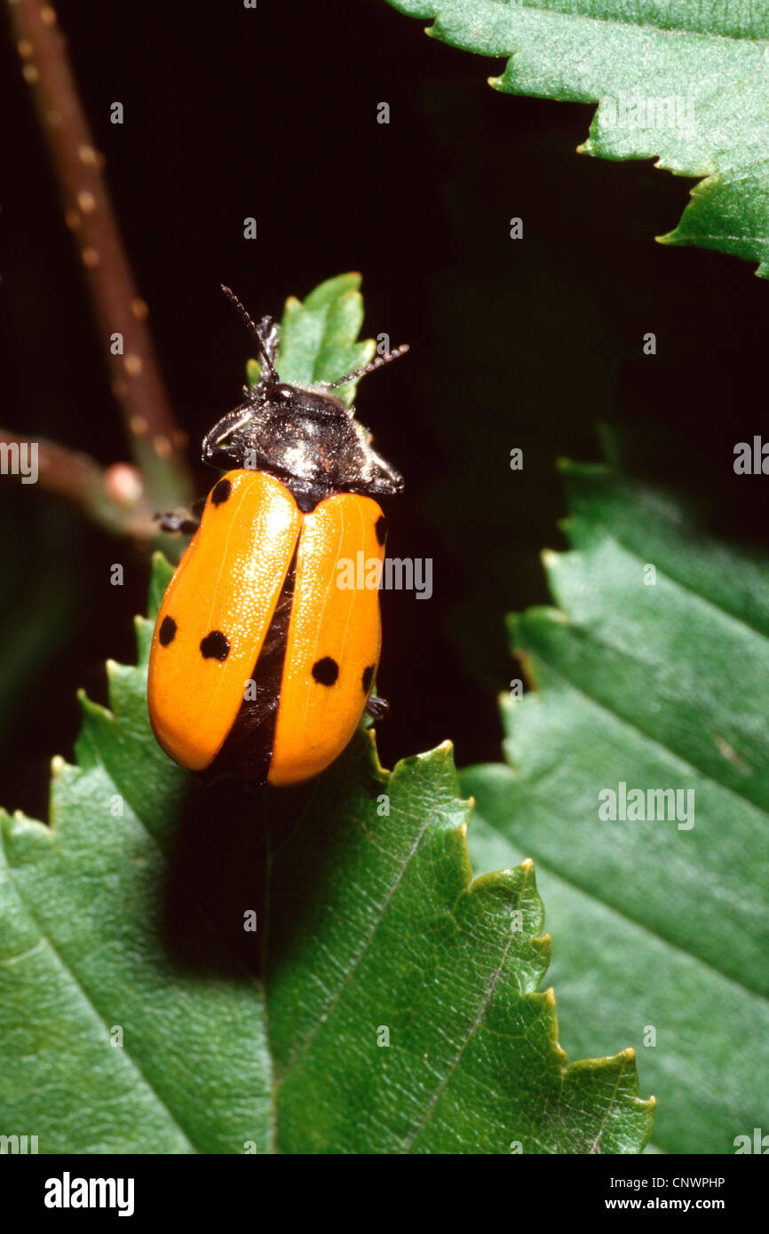 Leaf beetle (Clytra quadripunctata), feeding on a leaf, Germany Stock ...
