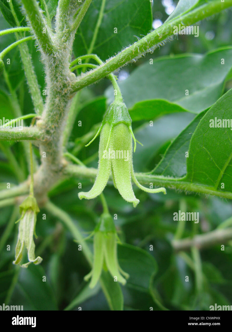 Canary orobal withania aristata hi-res stock photography and images - Alamy