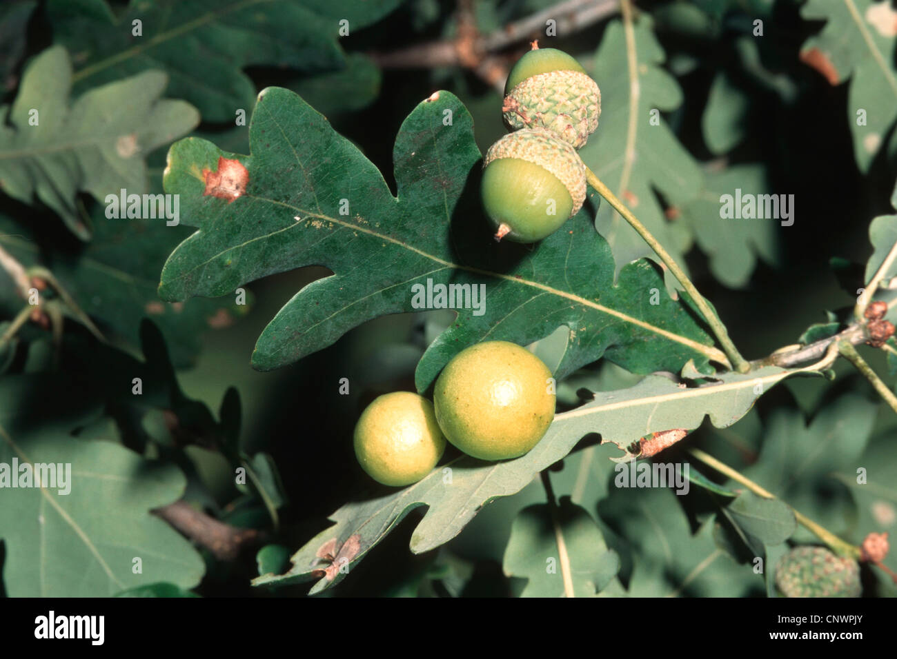 Cherry gall cynipid hi-res stock photography and images - Alamy