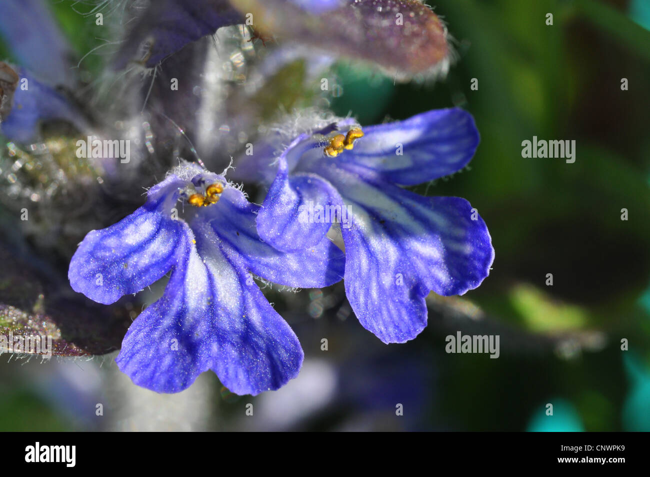 common bugle, creeping bugleweed (Ajuga reptans), flowers, Germany ...