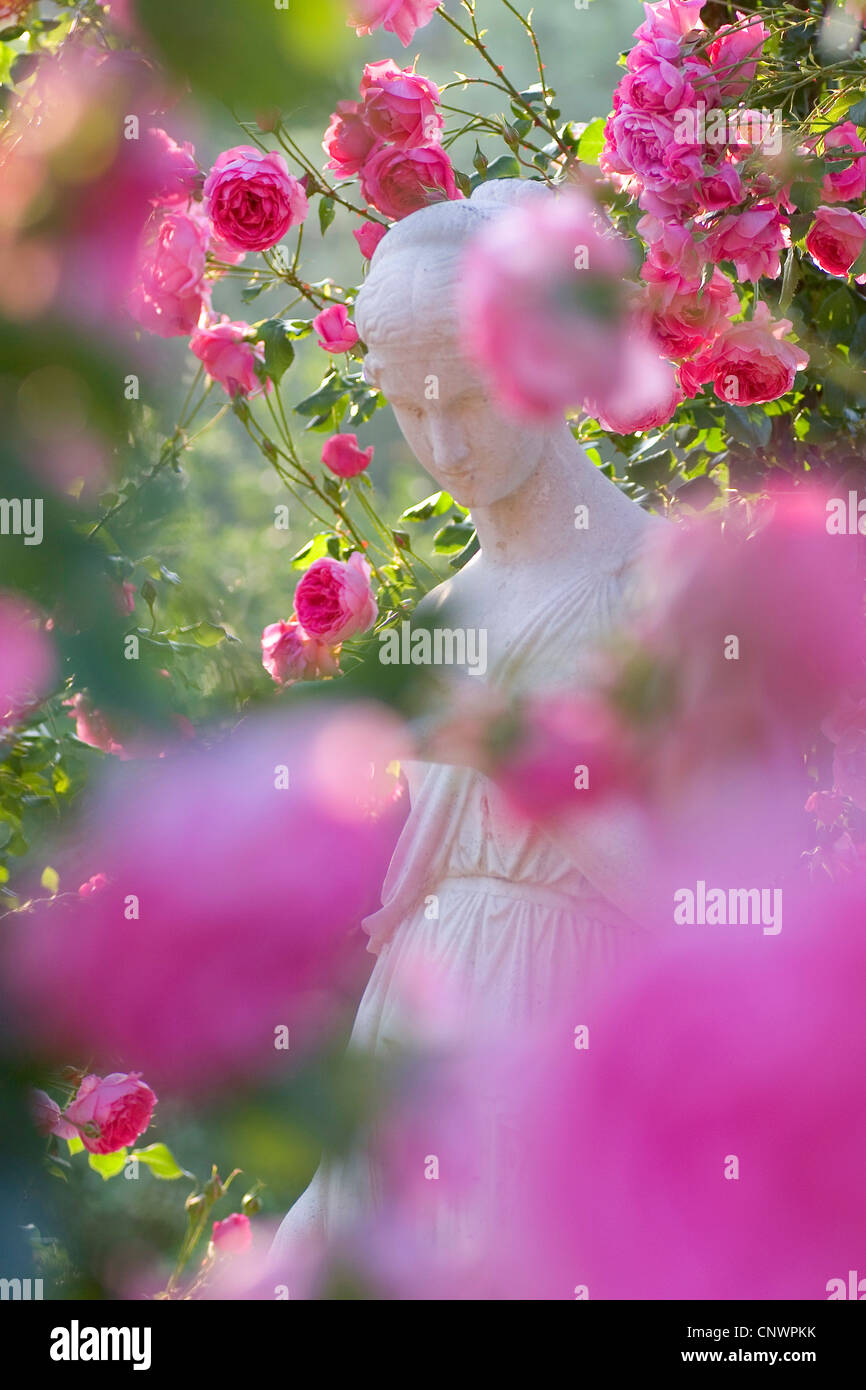 pink roses in a rose garden, Germany, Baden-Baden Stock Photo - Alamy