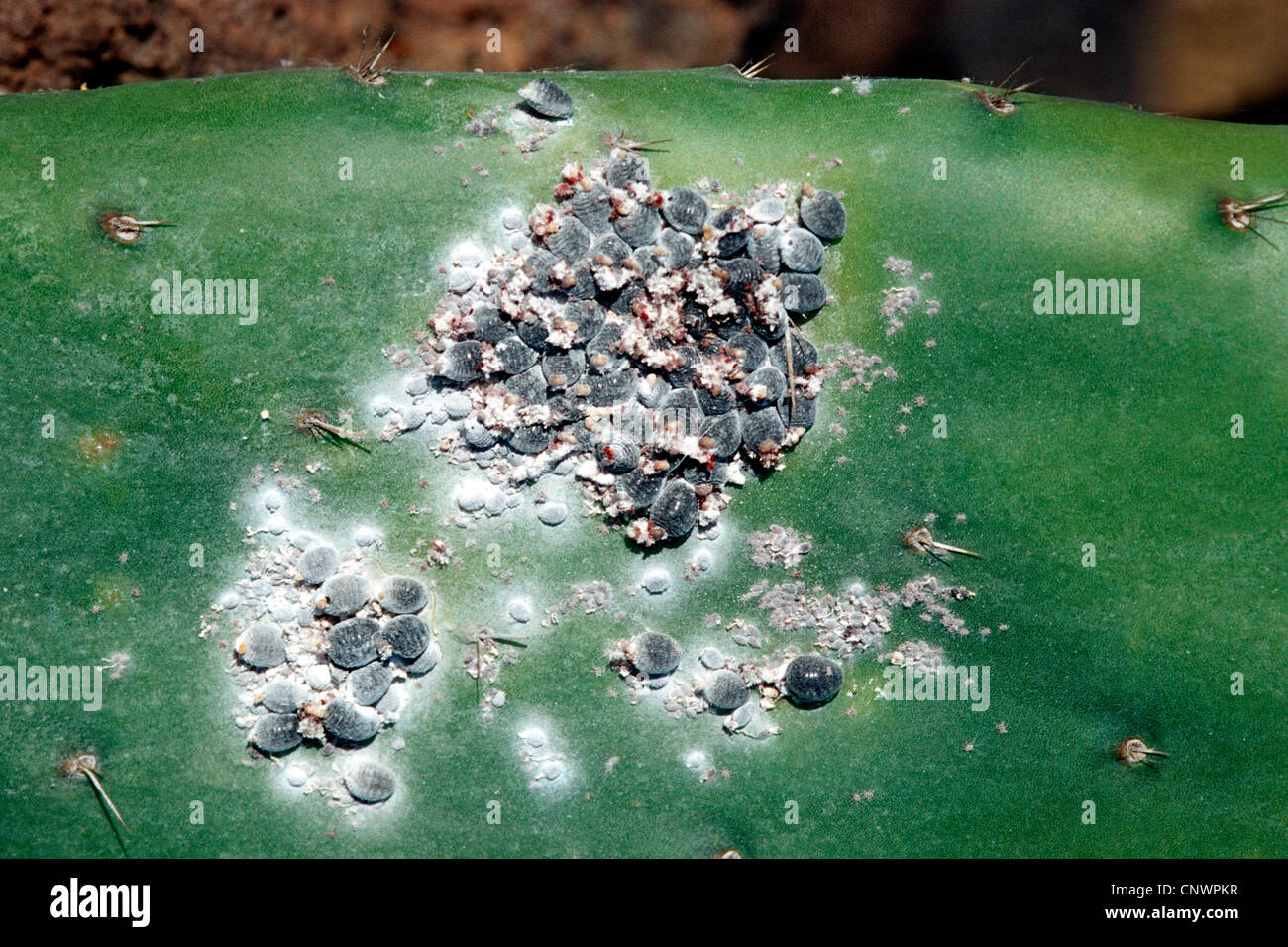 cochineal (Dactylopius coccus), on Opuntia Stock Photo - Alamy