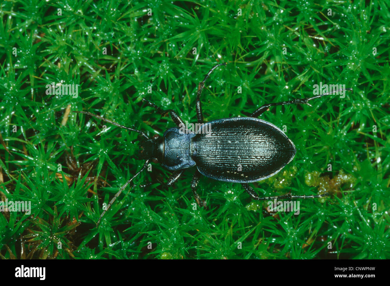 forest ground beetle (Carabus nemoralis), walking on moss, Germany ...