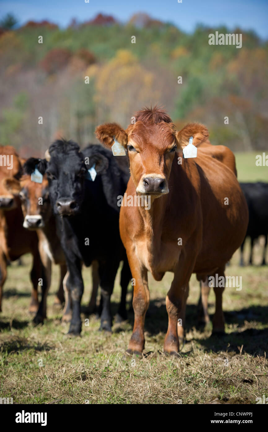 Herd of dairy cows hi-res stock photography and images - Alamy
