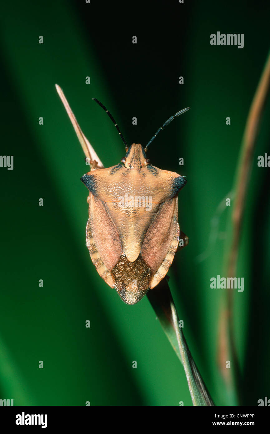 Carpocoris fuscispinus (Carpocoris fuscispinus), sitting on a gras ...