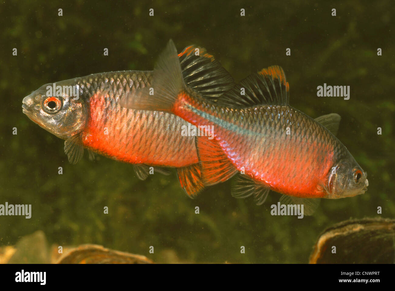 bitterling (Rhodeus amarus, Rhodeus sericeus), two fighting males over ...
