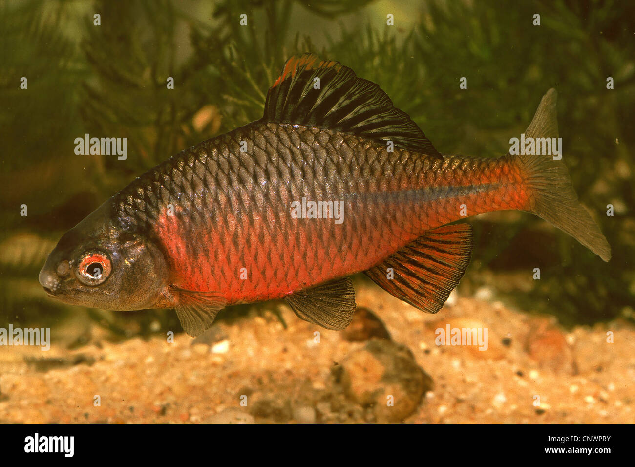 bitterling (Rhodeus amarus, Rhodeus sericeus), male in , Germany Stock ...