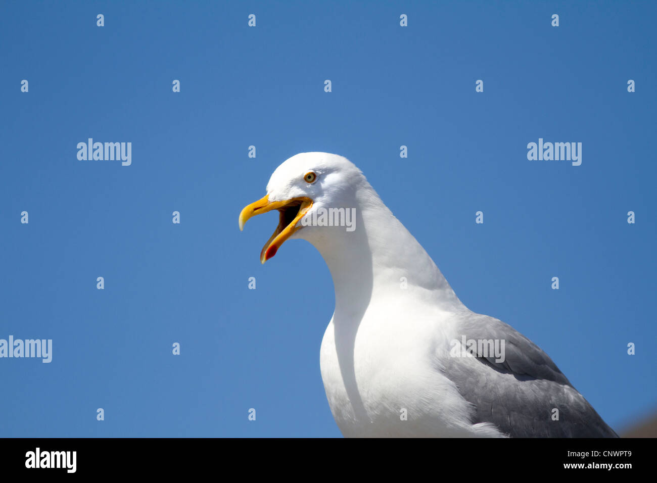 Sneaky seagull hi-res stock photography and images - Alamy
