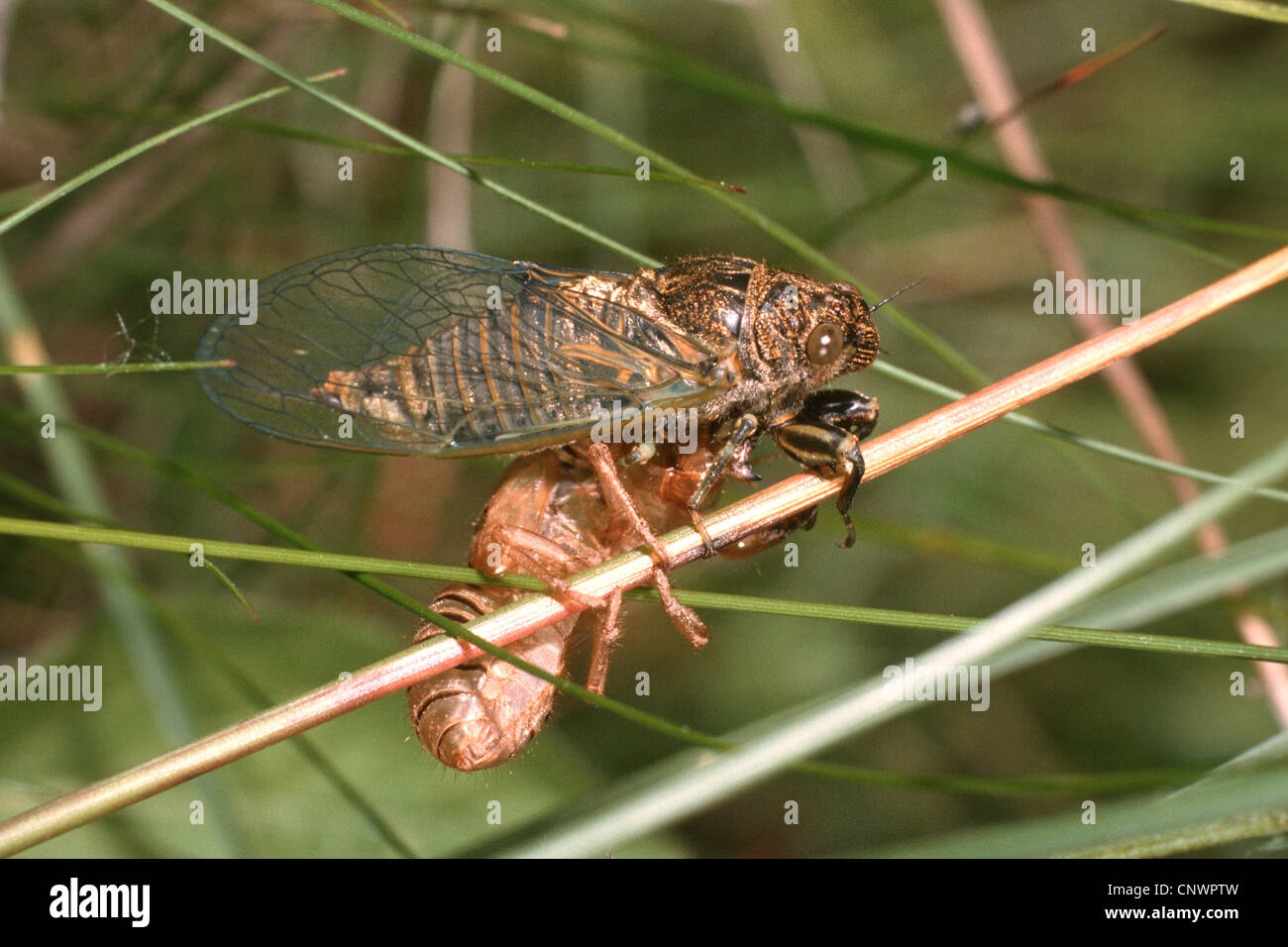 New forest cicadas hi-res stock photography and images - Alamy