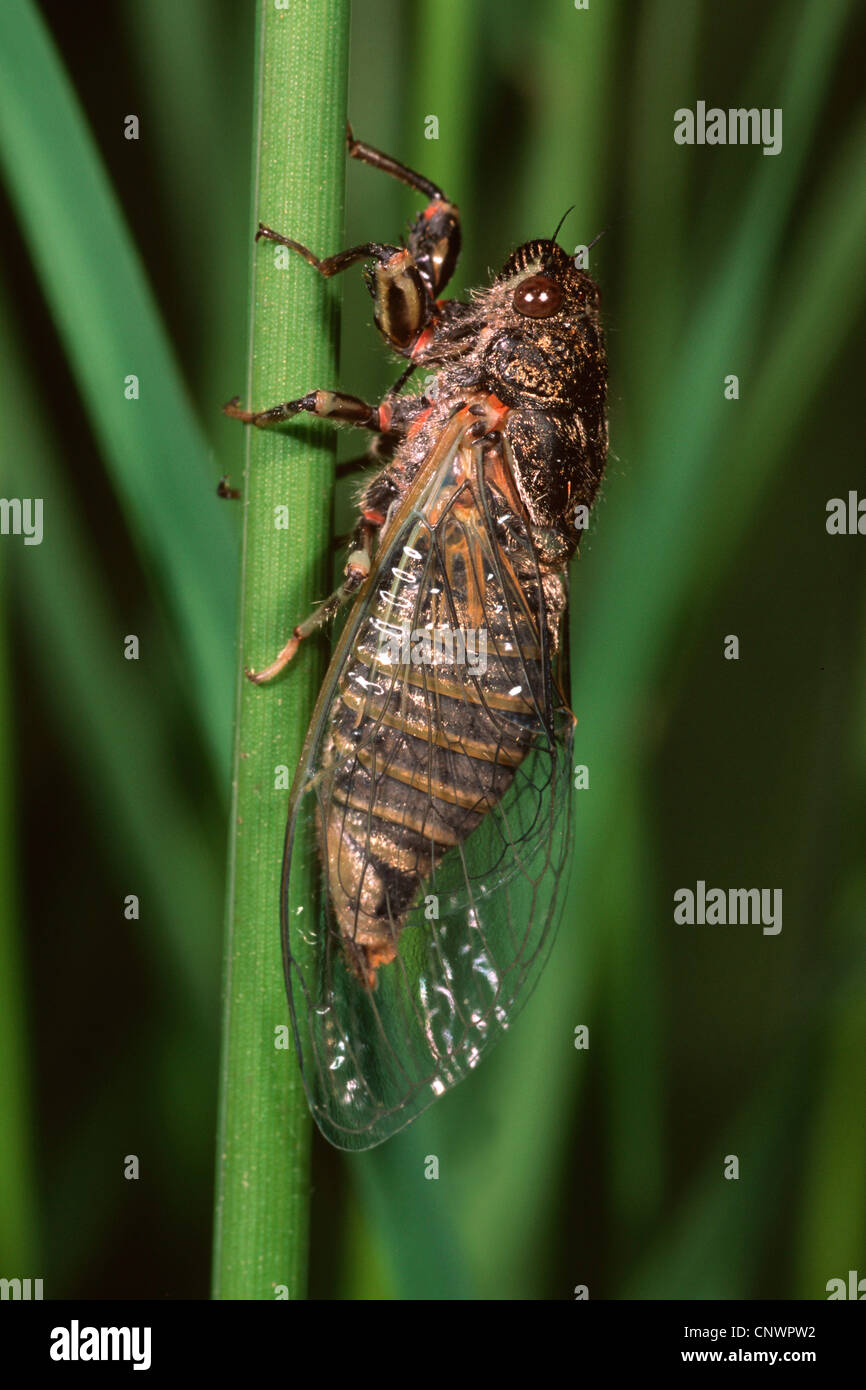 New Forest cicada (Cicadetta montana), sitting at a grass blade ...