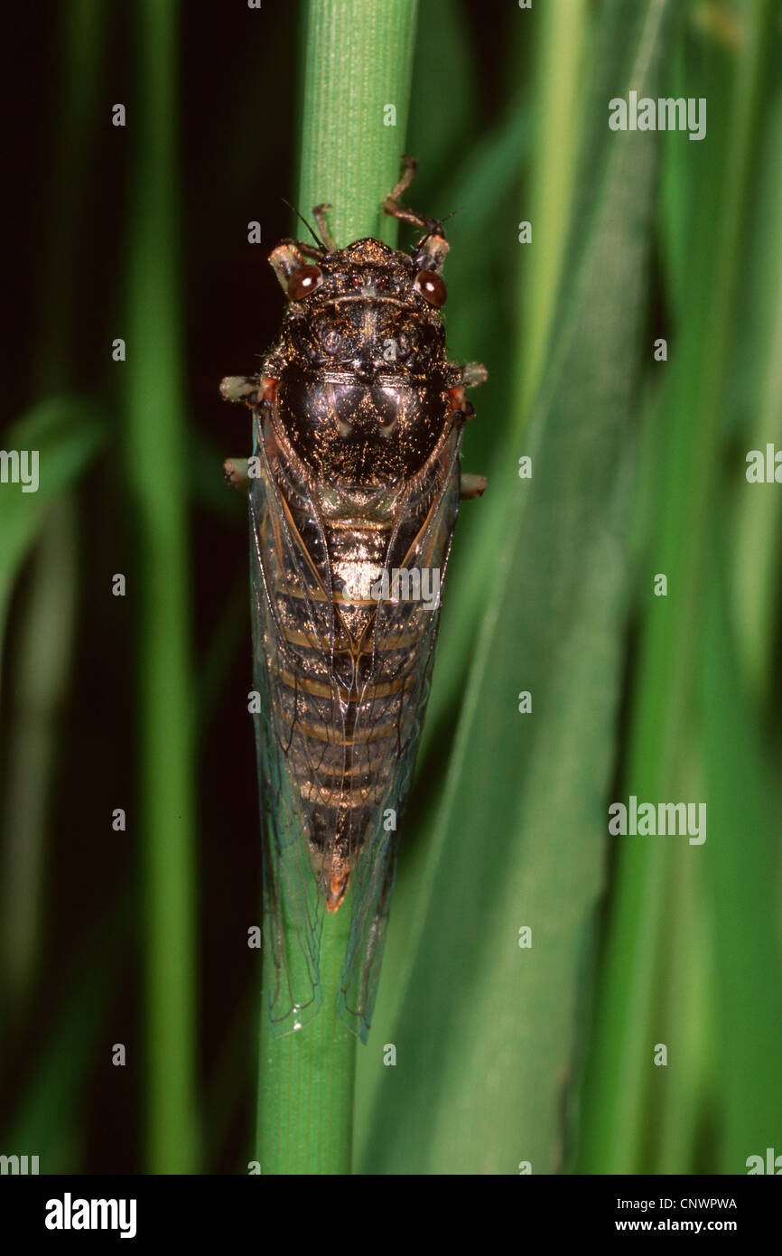 New Forest cicada (Cicadetta montana), sitting at a grass blade ...