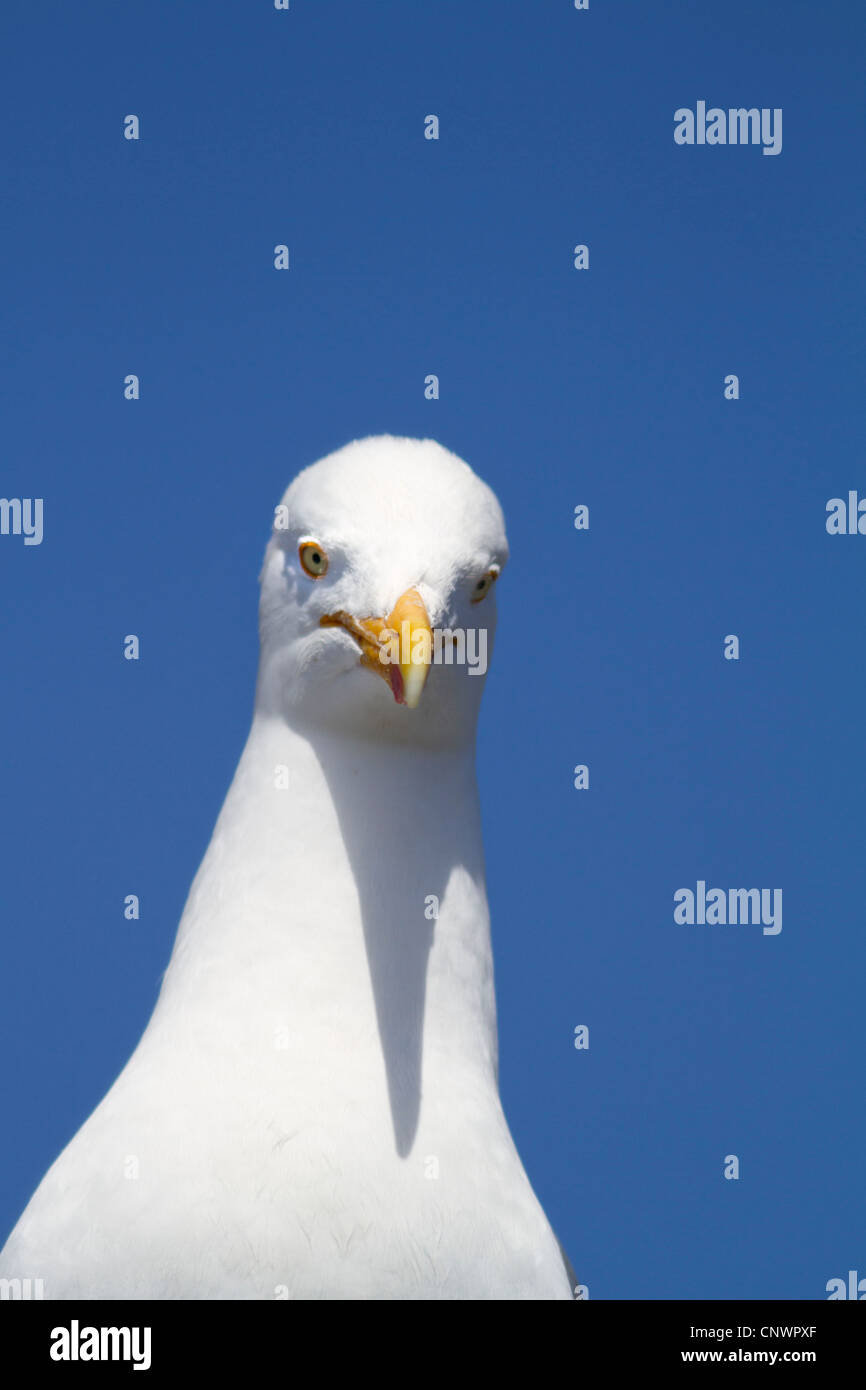 Sneaky seagull hi-res stock photography and images - Alamy
