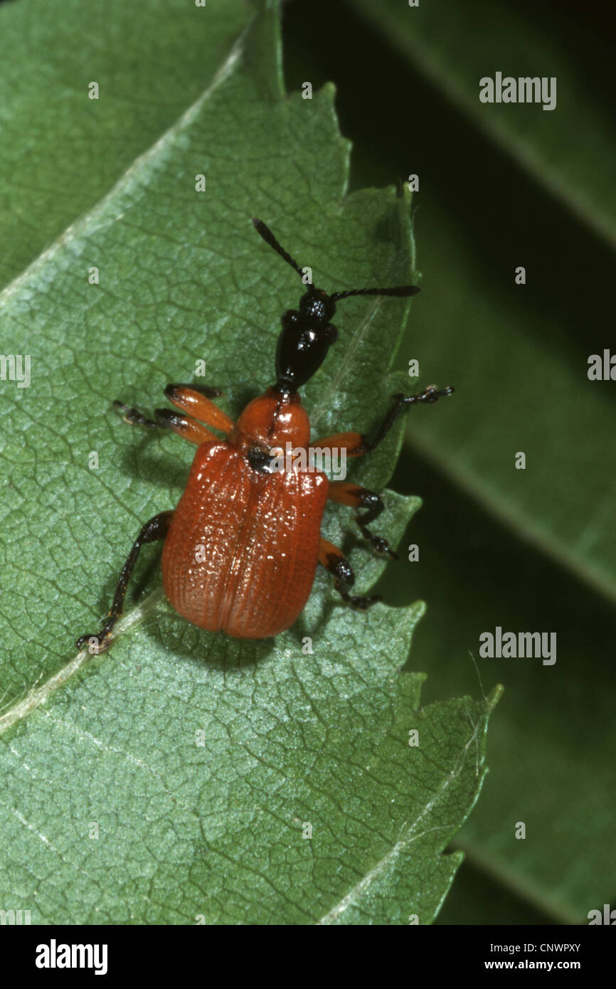 hazel weevil (Apoderus coryli), sitting on a leaf, Germany Stock Photo ...