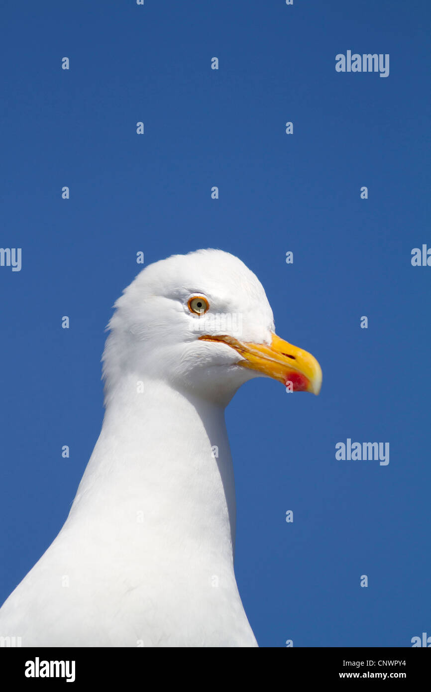 Sneaky seagull hi-res stock photography and images - Alamy