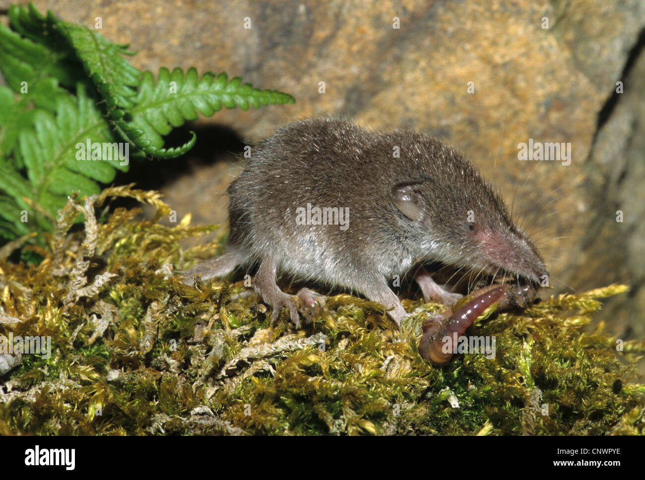 lesser white-toothed shrew (Crocidura suaveolens), sitting in moss ...