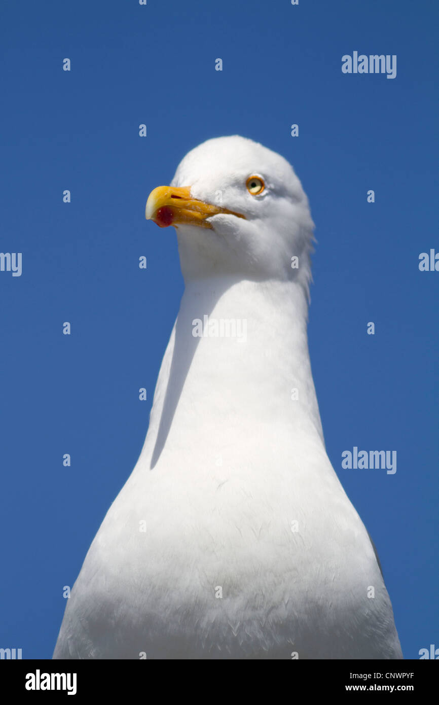Sneaky seagull hi-res stock photography and images - Alamy