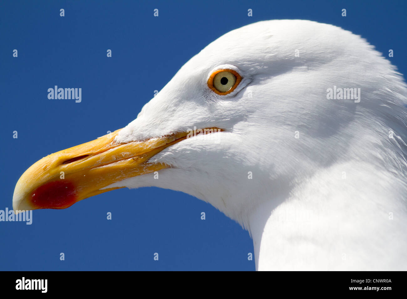 Herring gull close up Stock Photo - Alamy