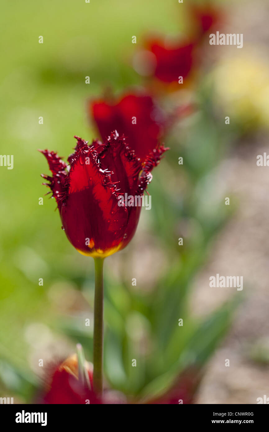 Abstract line of striking tulips with spiky leaves Stock Photo - Alamy