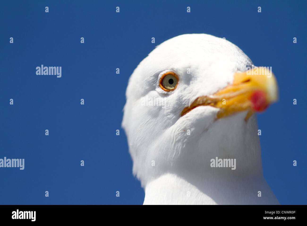 Sneaky seagull hi-res stock photography and images - Alamy