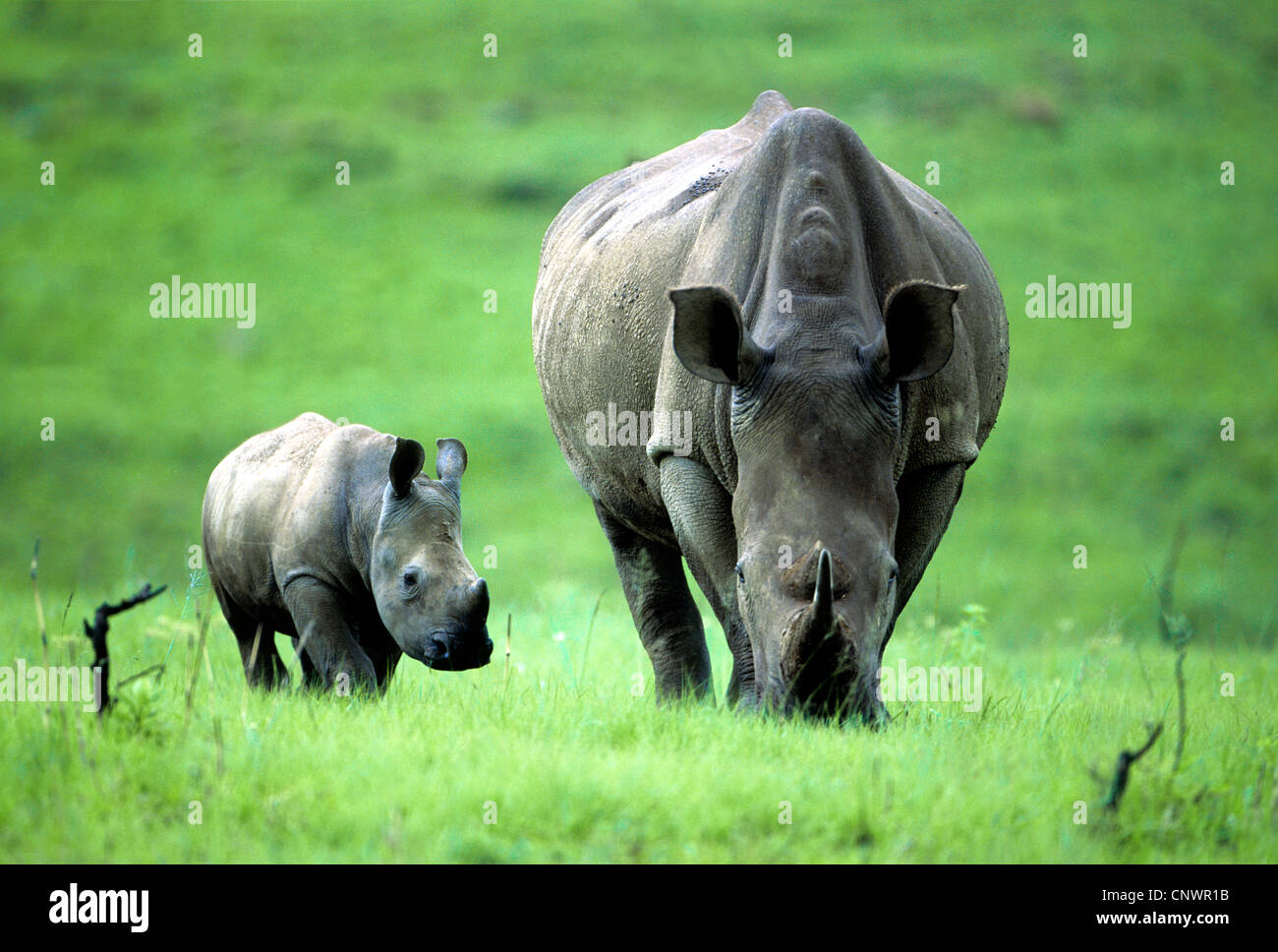 white rhinoceros, square-lipped rhinoceros, grass rhinoceros ...