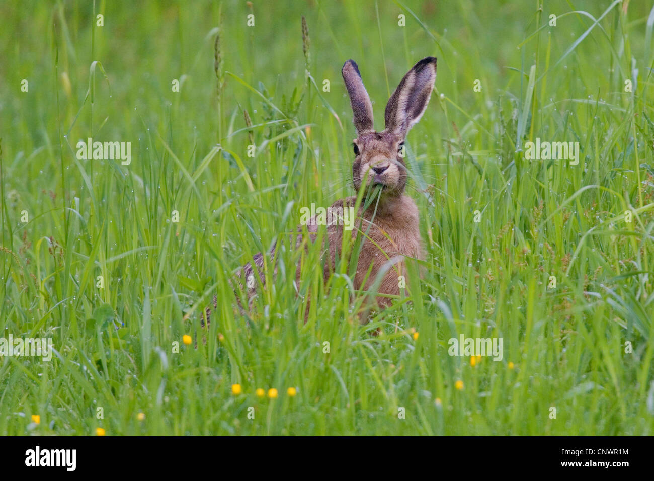 Hares eating grass hi-res stock photography and images - Alamy