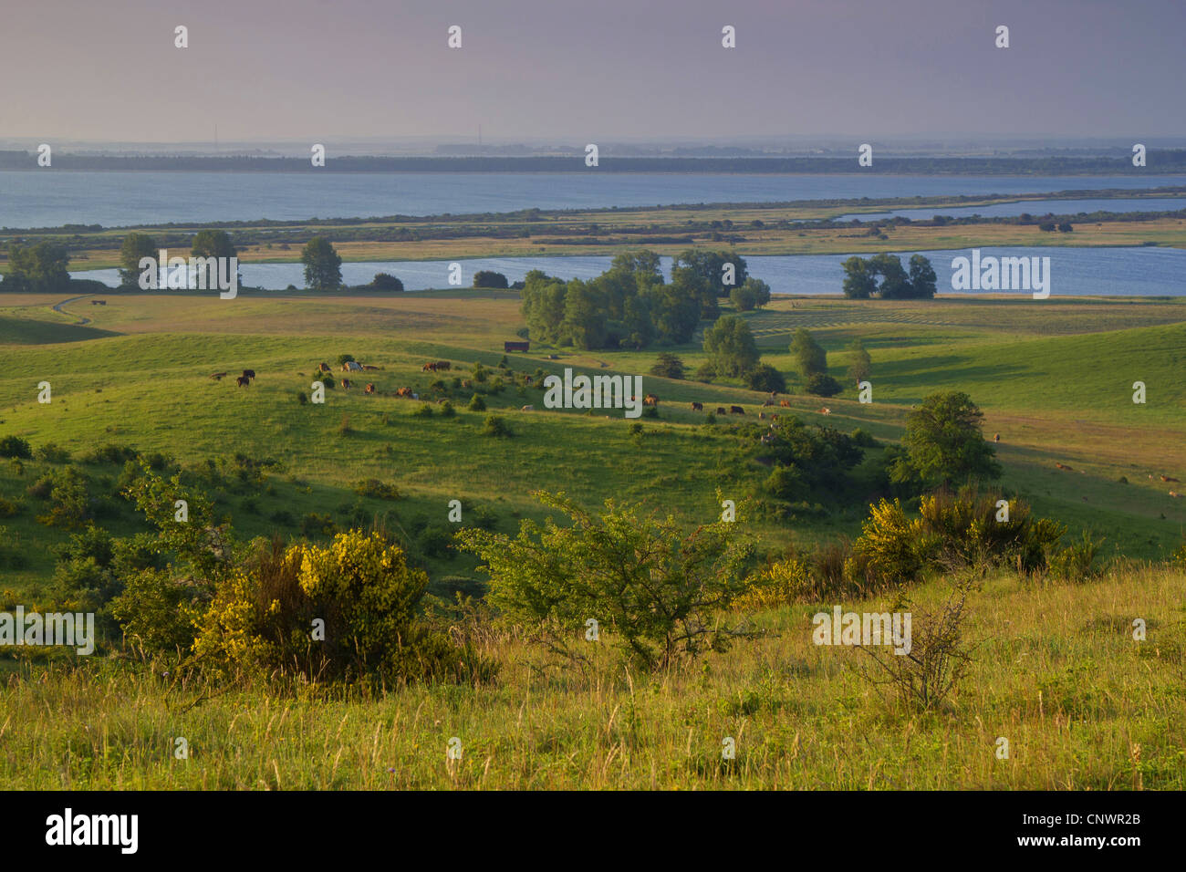 coastal landscape on Hiddensee, Germany, Mecklenburg-Western Pomerania ...