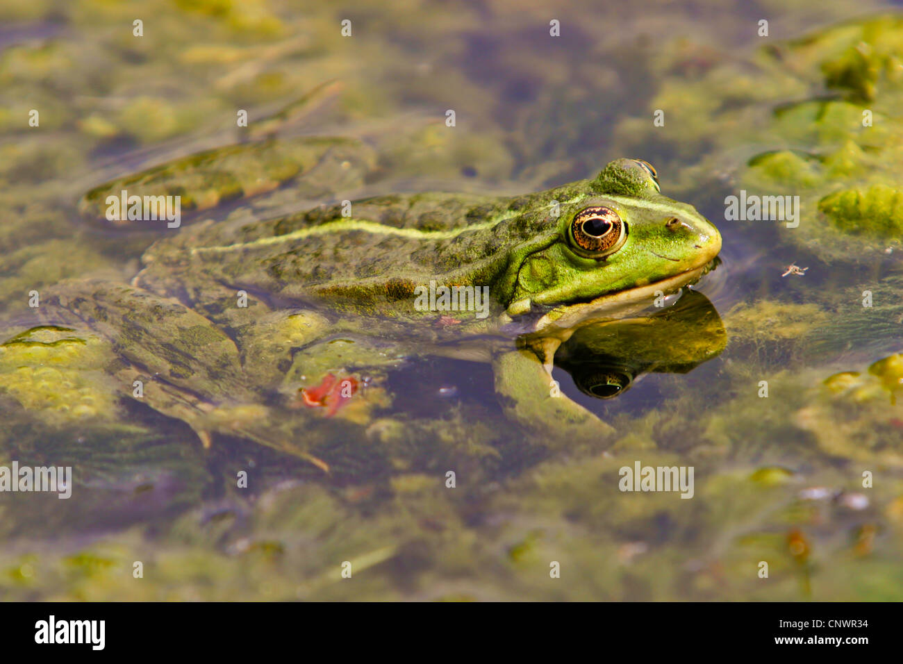 European edible frog, common edible frog (Rana kl. esculenta, Rana ...