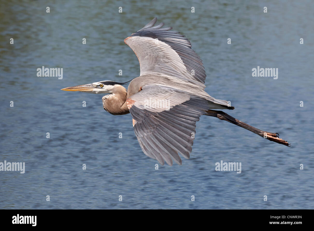 Great blue heron wings stretched hi-res stock photography and images ...