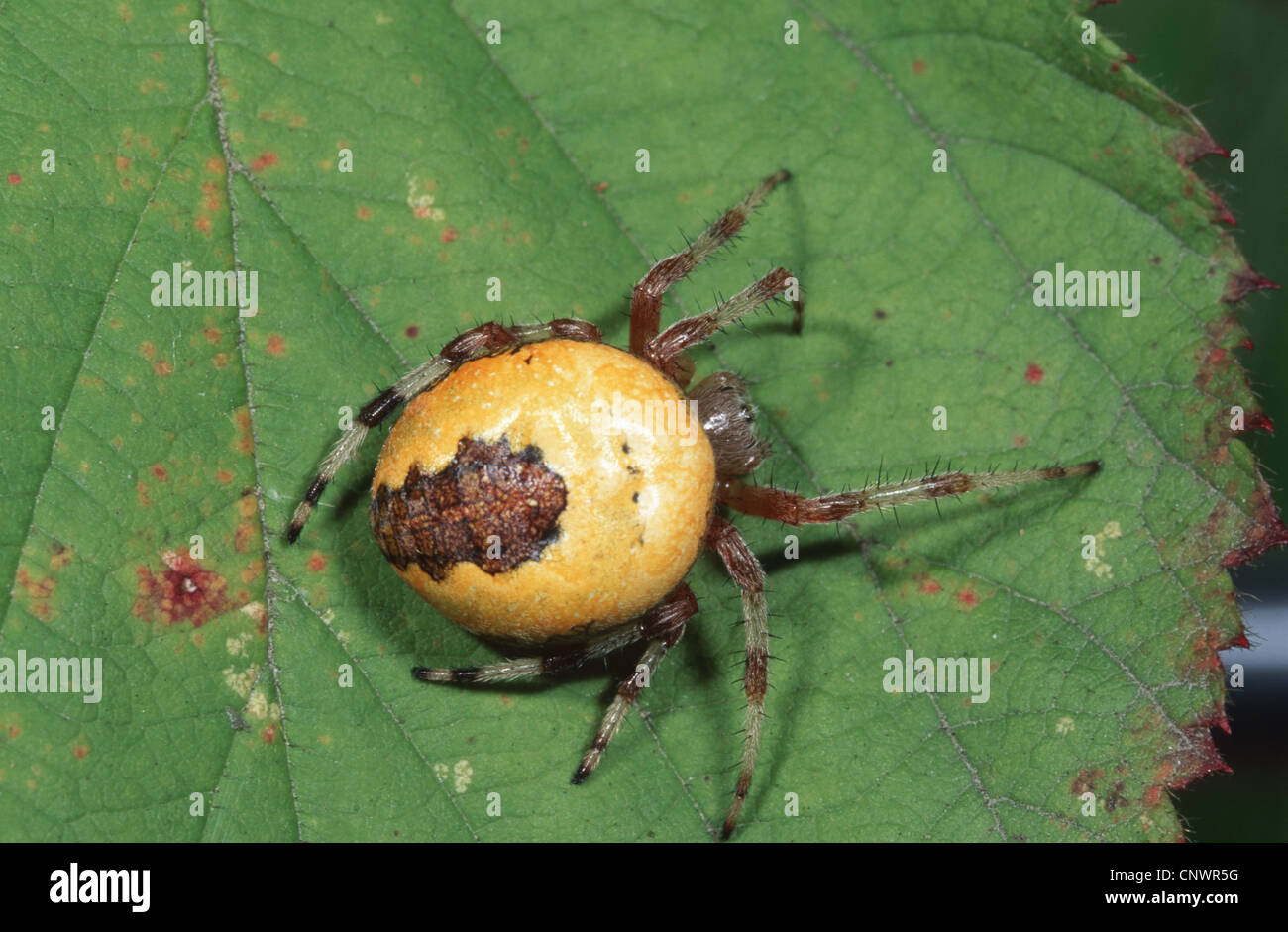 Marbled spiders hi-res stock photography and images - Alamy