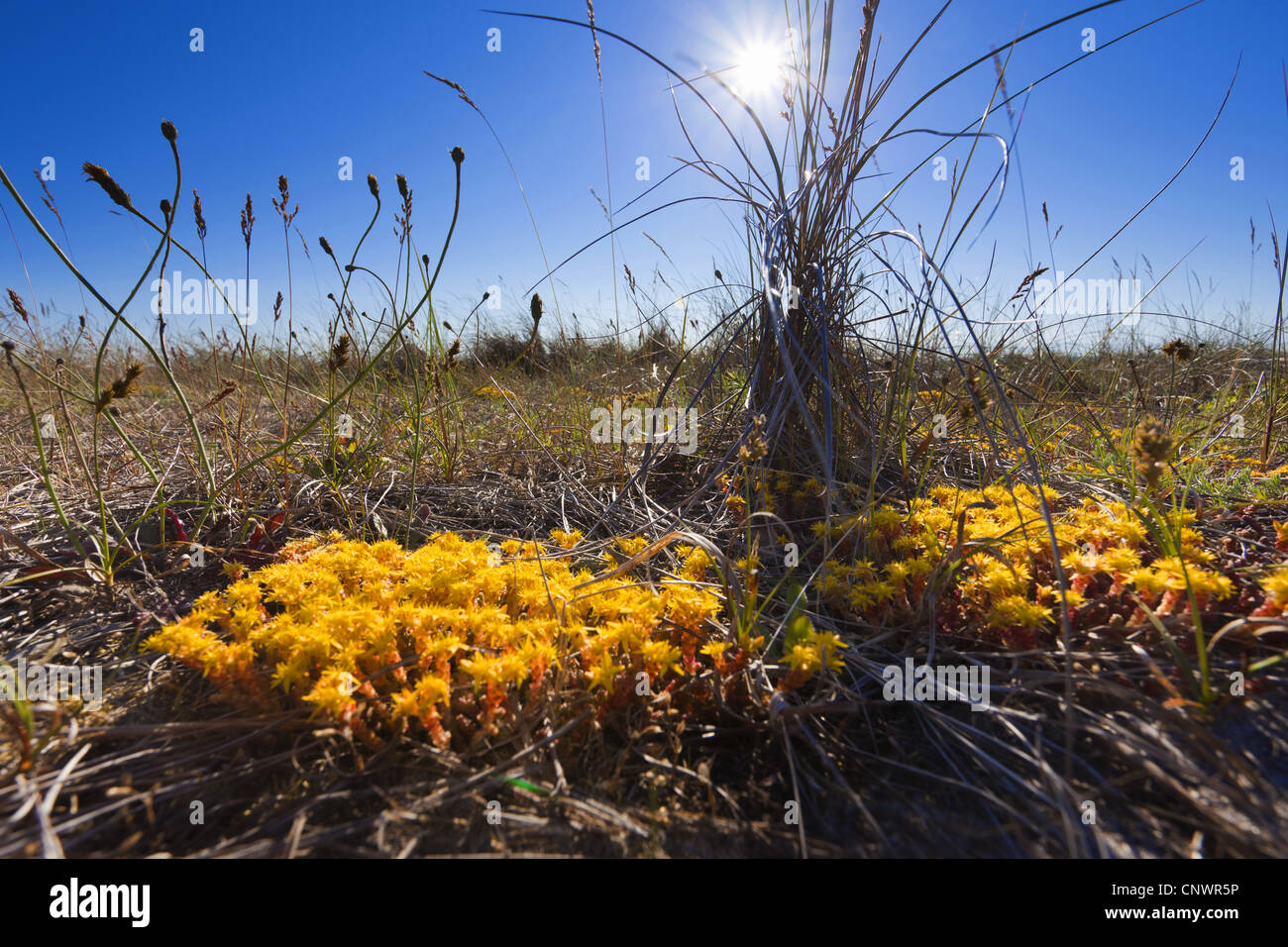 Common stonecrop sedum acre hi-res stock photography and images - Alamy