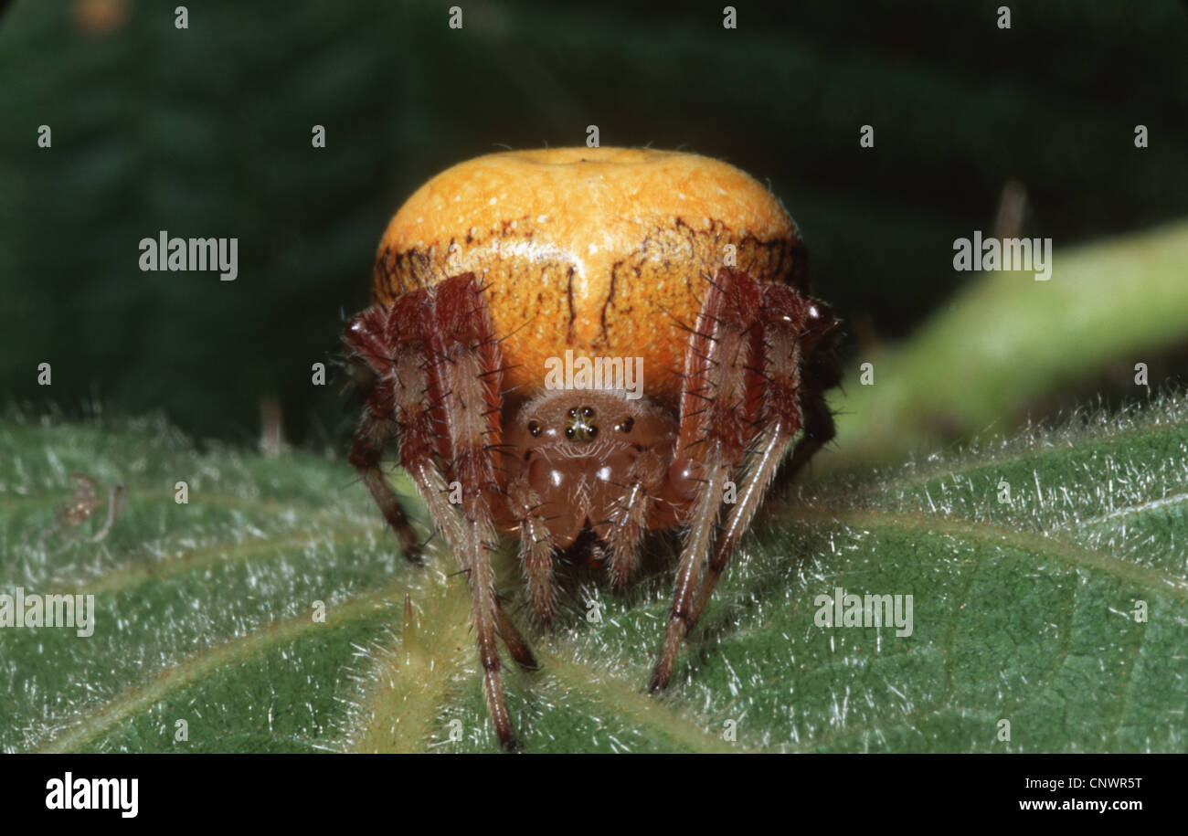 Marbled spiders hi-res stock photography and images - Alamy