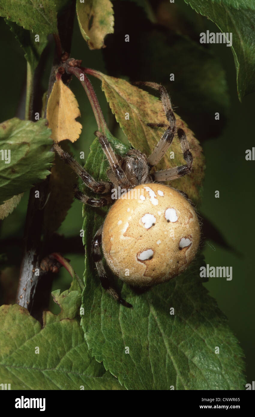 fourspotted orbweaver (Araneus quadratus), sitting on a plant, Germany ...