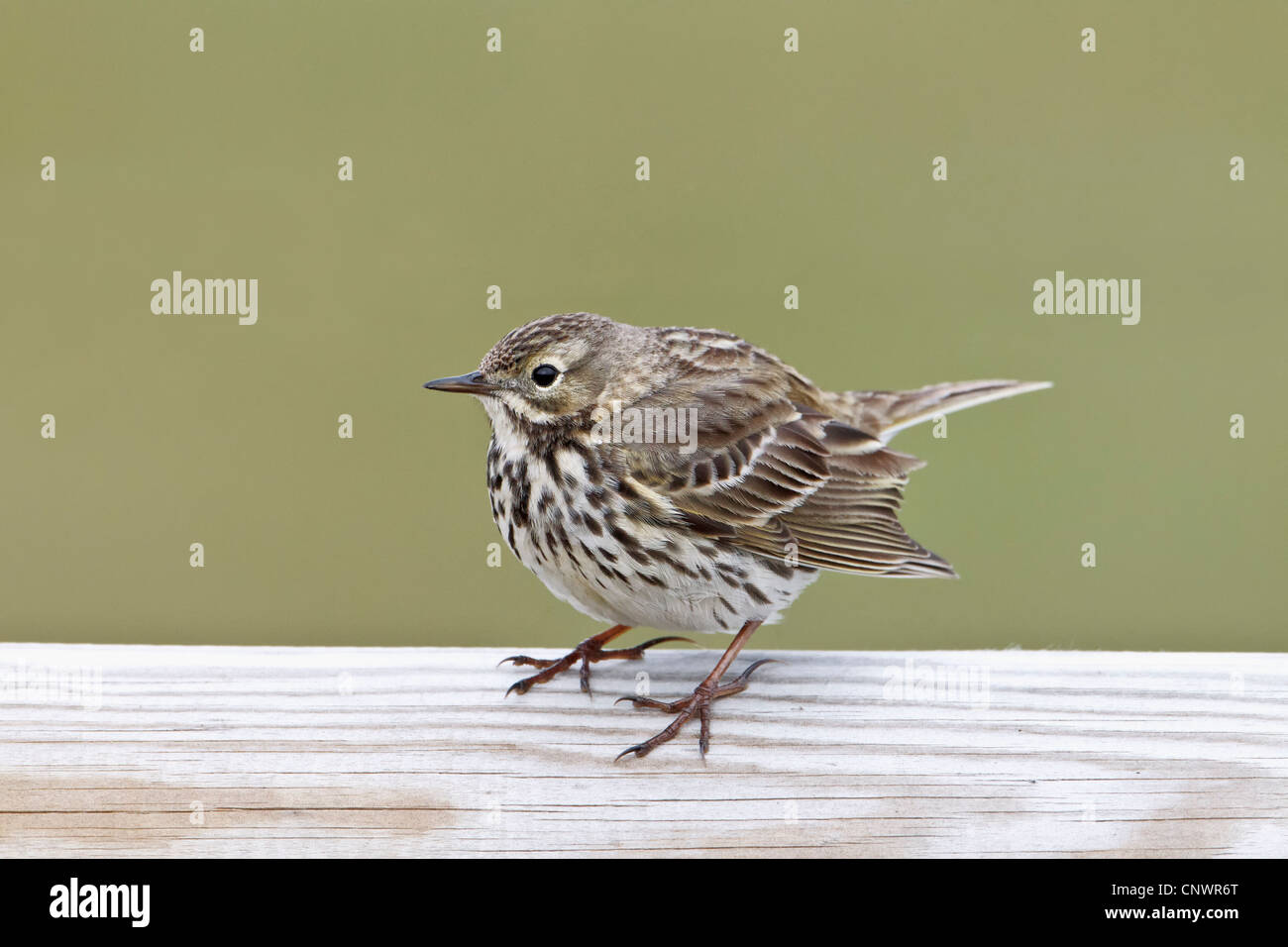Meadow Pipit displaying Stock Photo - Alamy
