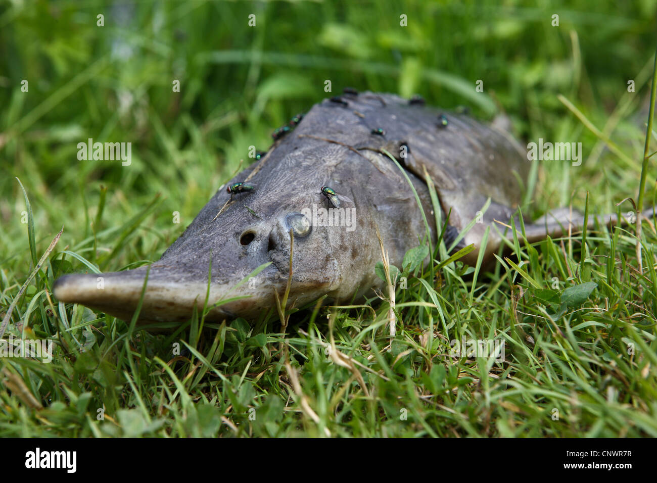 Sturgeon acipenser spec hi-res stock photography and images - Alamy
