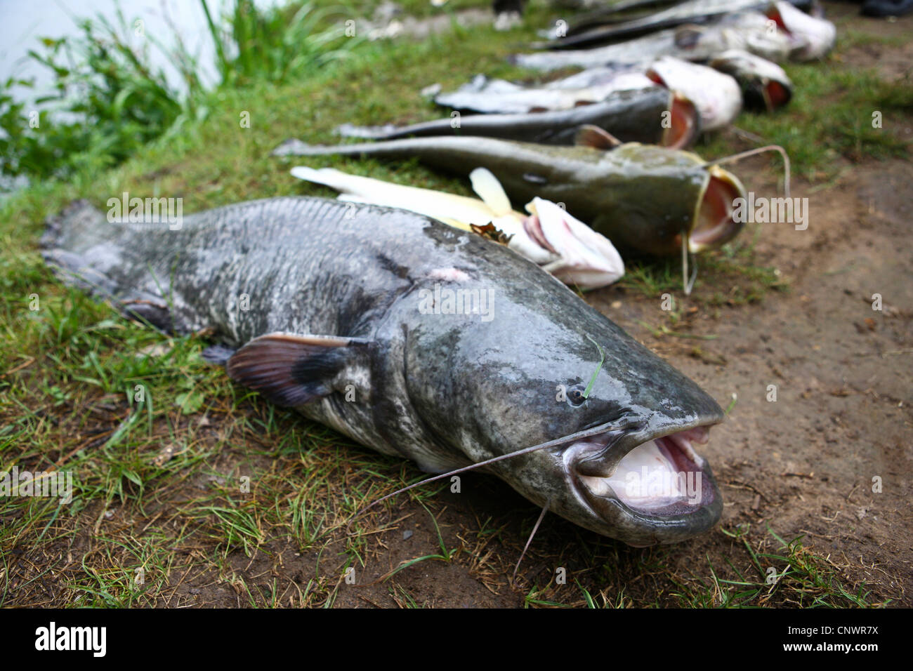 dead fishes at the shore of Lake Benningen, Benninger See, Germany ...