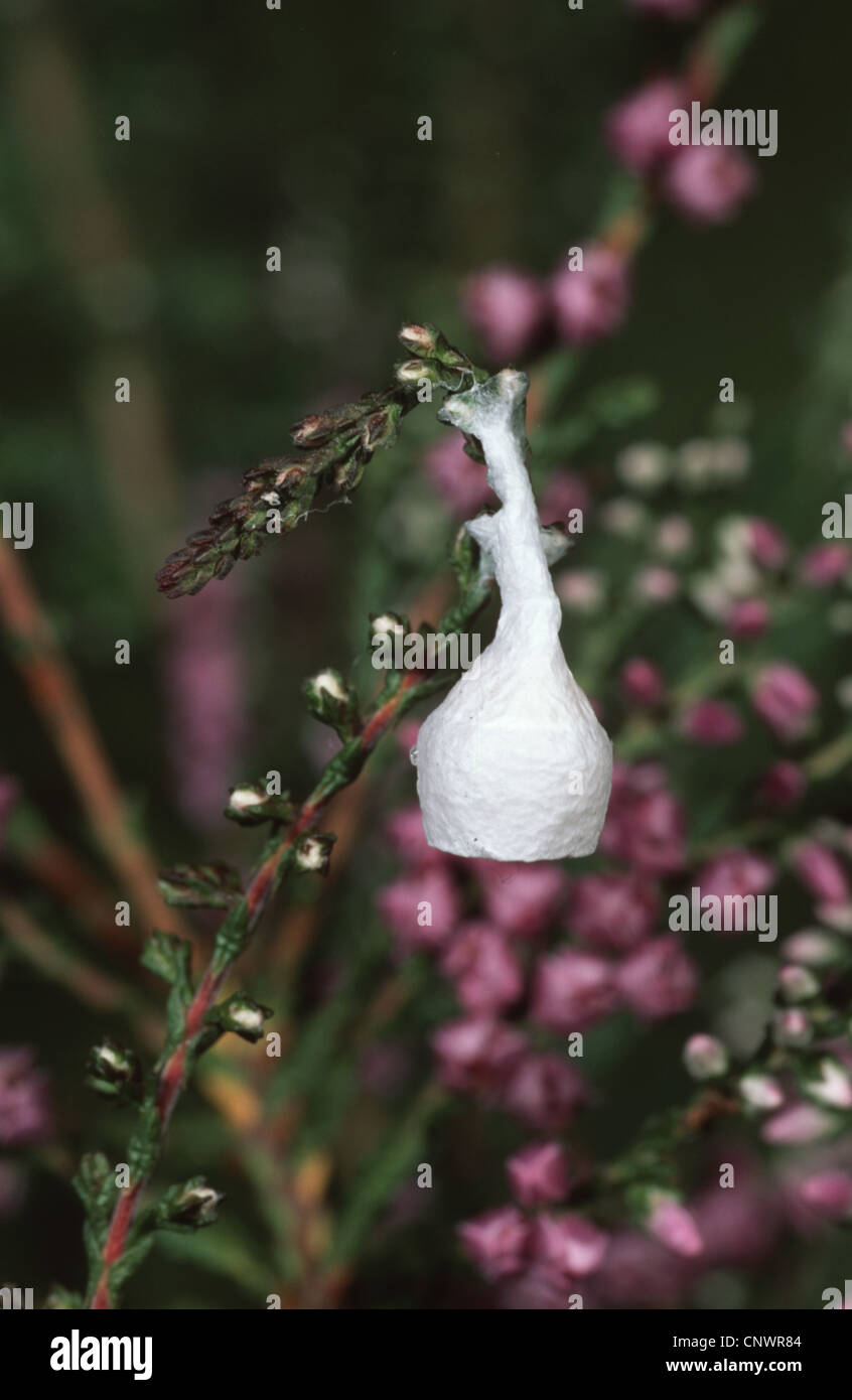 Agroeca brunnea (Agroeca brunnea), cocoon at heather, Germany Stock ...